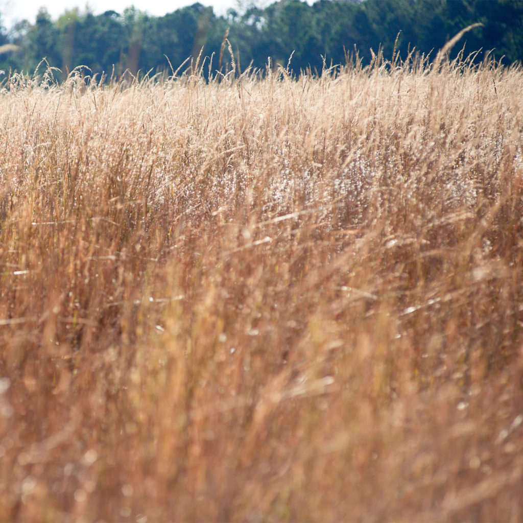 Warm season native grasses | Garrett Seed | North Carolina