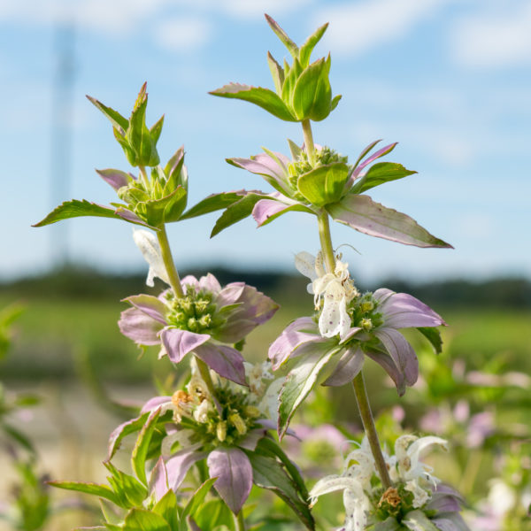 Conservation Reserve Mix | Native Grass Seed Mix | Garrett Seed Farm