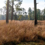 Conservation Reserve Mix | Native Grass Seed Mix | Garrett Seed Farm