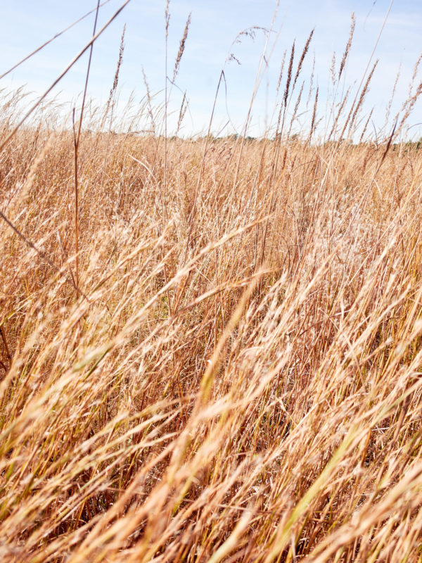 Gallery - Garrett Wildflower Seed Farm | NC