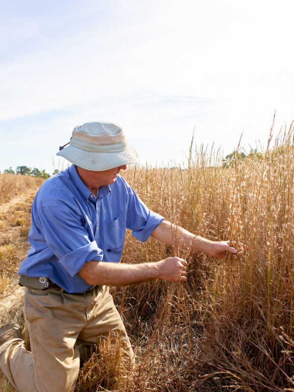 Gallery - Garrett Wildflower Seed Farm | NC
