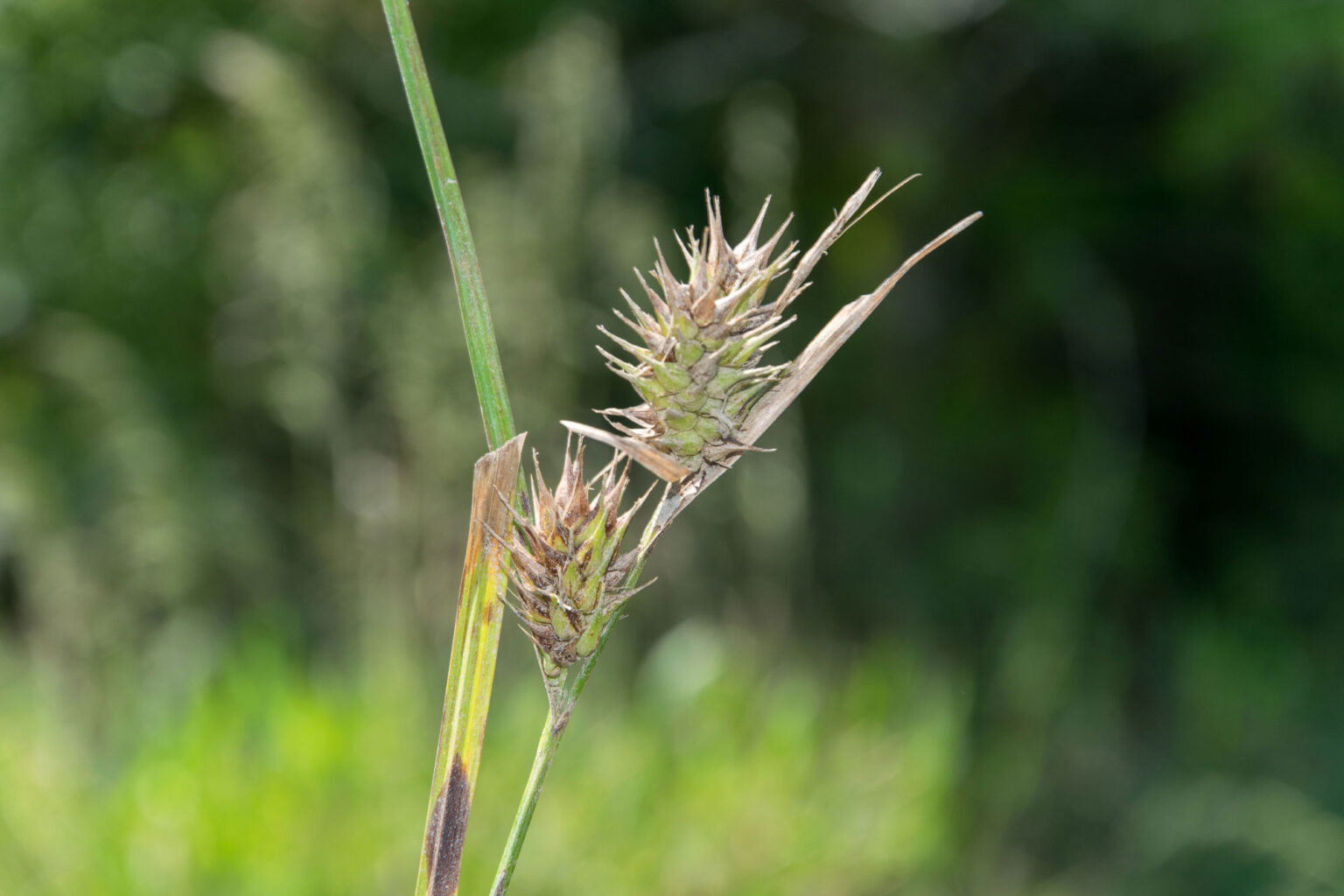 Hop Sedge | Wetland Perennial | Garrett Wildflower Farm | NC