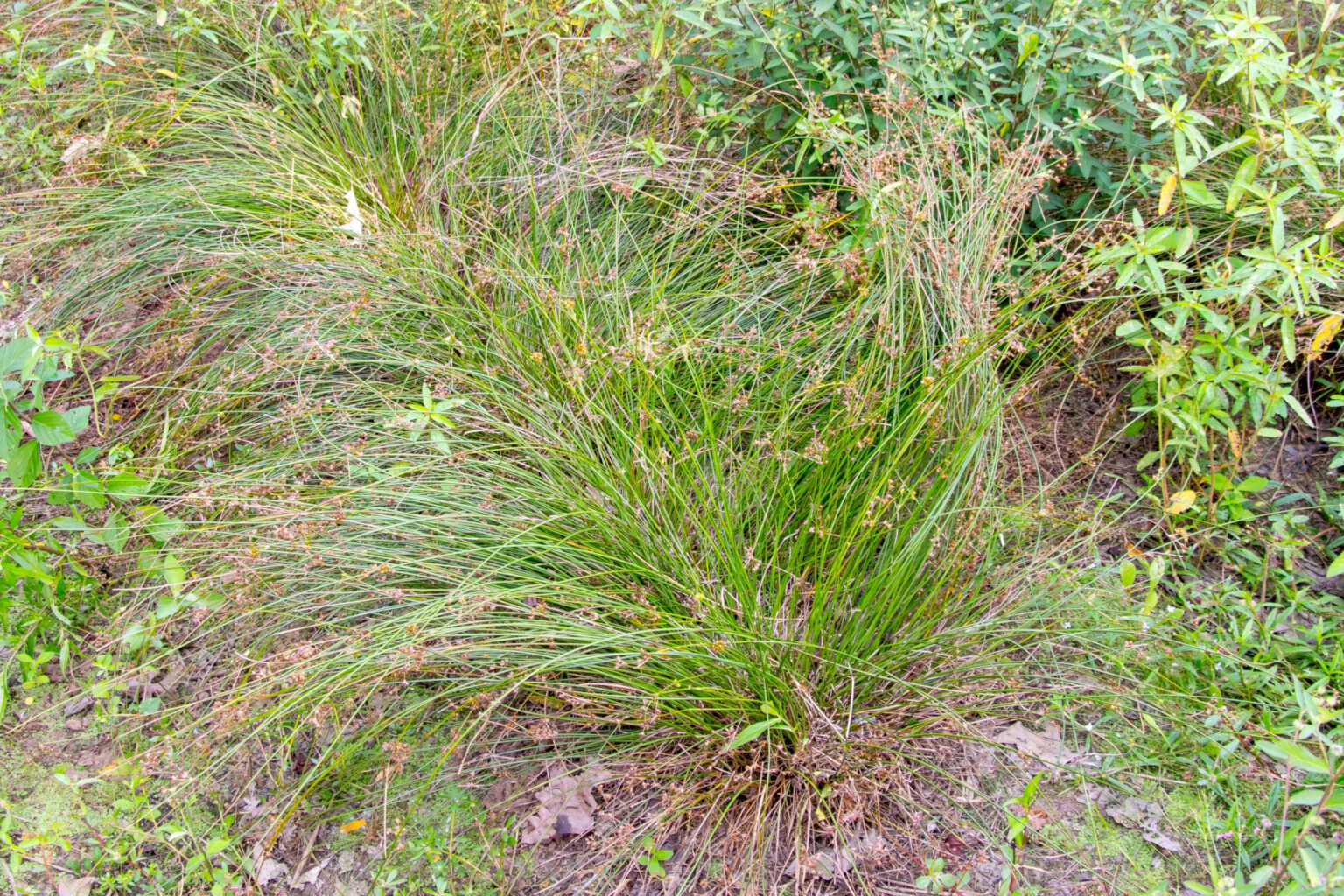 Path Rush | Perennial | Garrett Wildflower Farm | NC