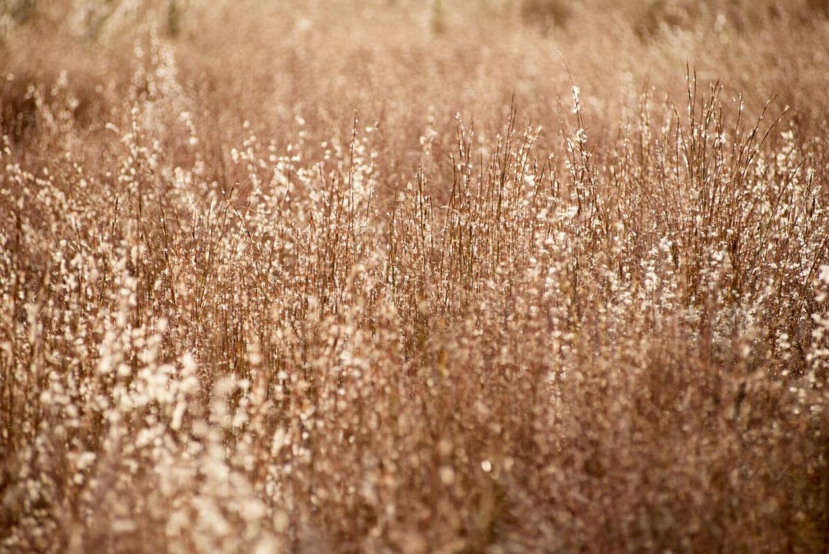 Gallery - Garrett Wildflower Seed Farm
