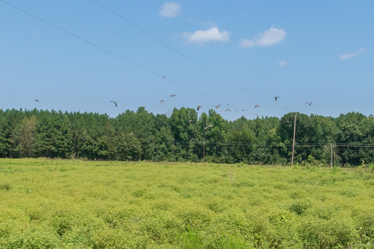 Gallery - Garrett Wildflower Seed Farm