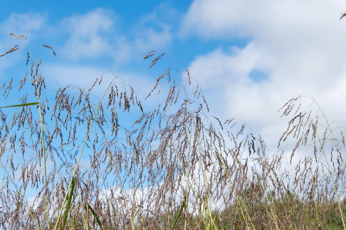Gallery - Garrett Wildflower Seed Farm